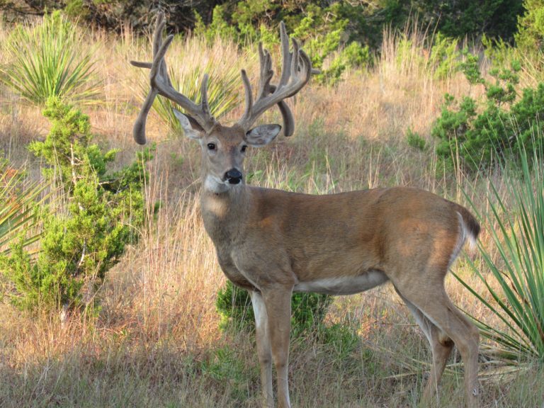 Venado-Springs-Exotics-Whitetail-Deer-Hunting-Hill-Country-Texas-159 ...