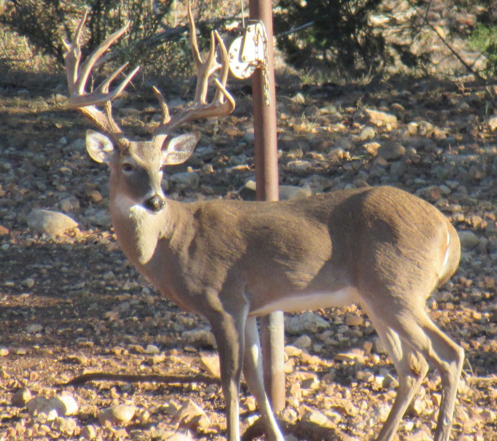 Venado-Springs-Exotics-Whitetail-Deer-Hunting-Hill-Country-Texas-166 ...