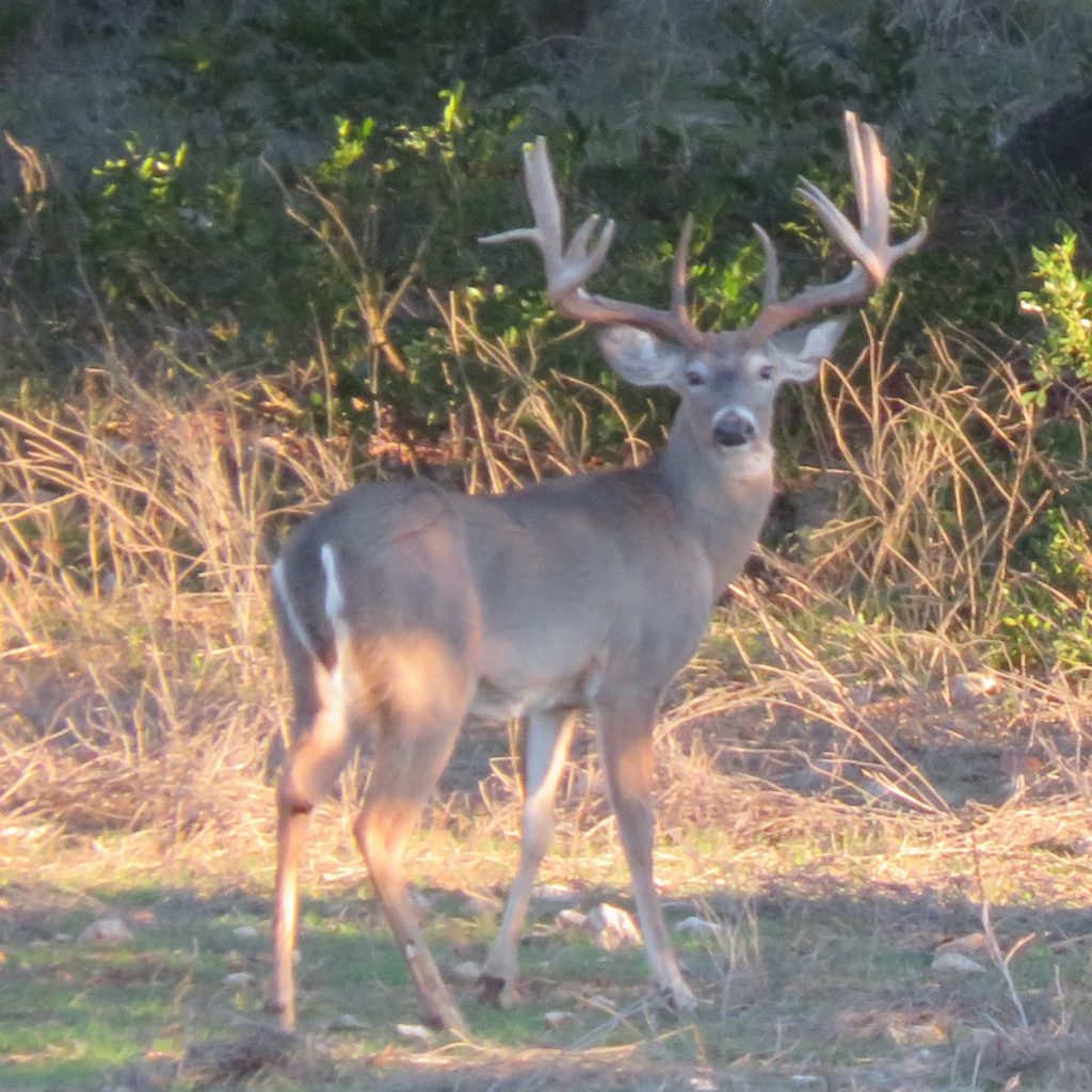 Venado-Springs-Exotics-Whitetail-Deer-Hunting-Hill-Country-Texas-190 ...